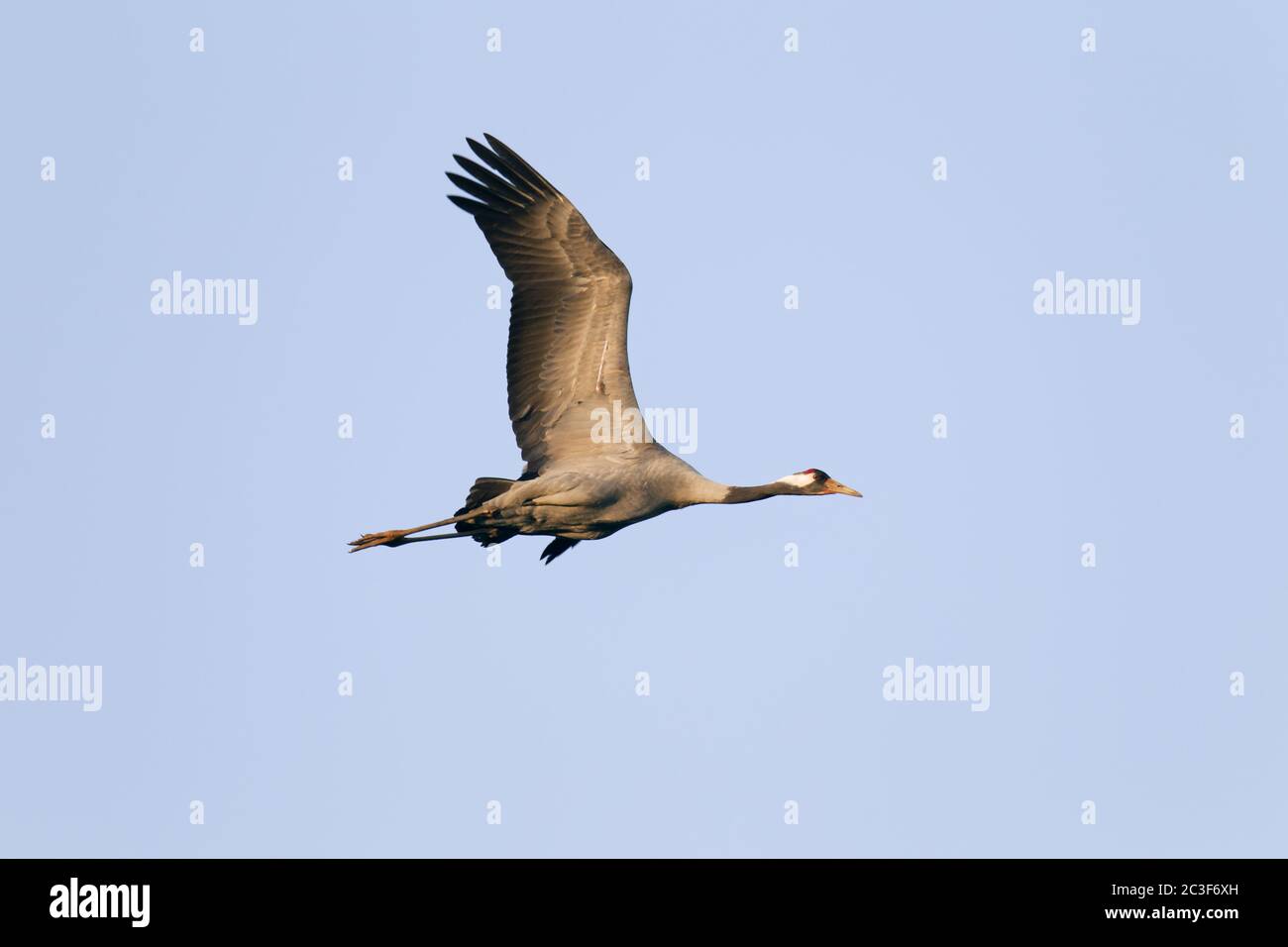 Common Crane in flight Stock Photo - Alamy