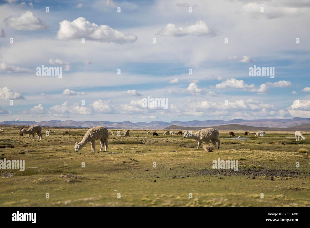 Lamas peru hi-res stock photography and images - Alamy