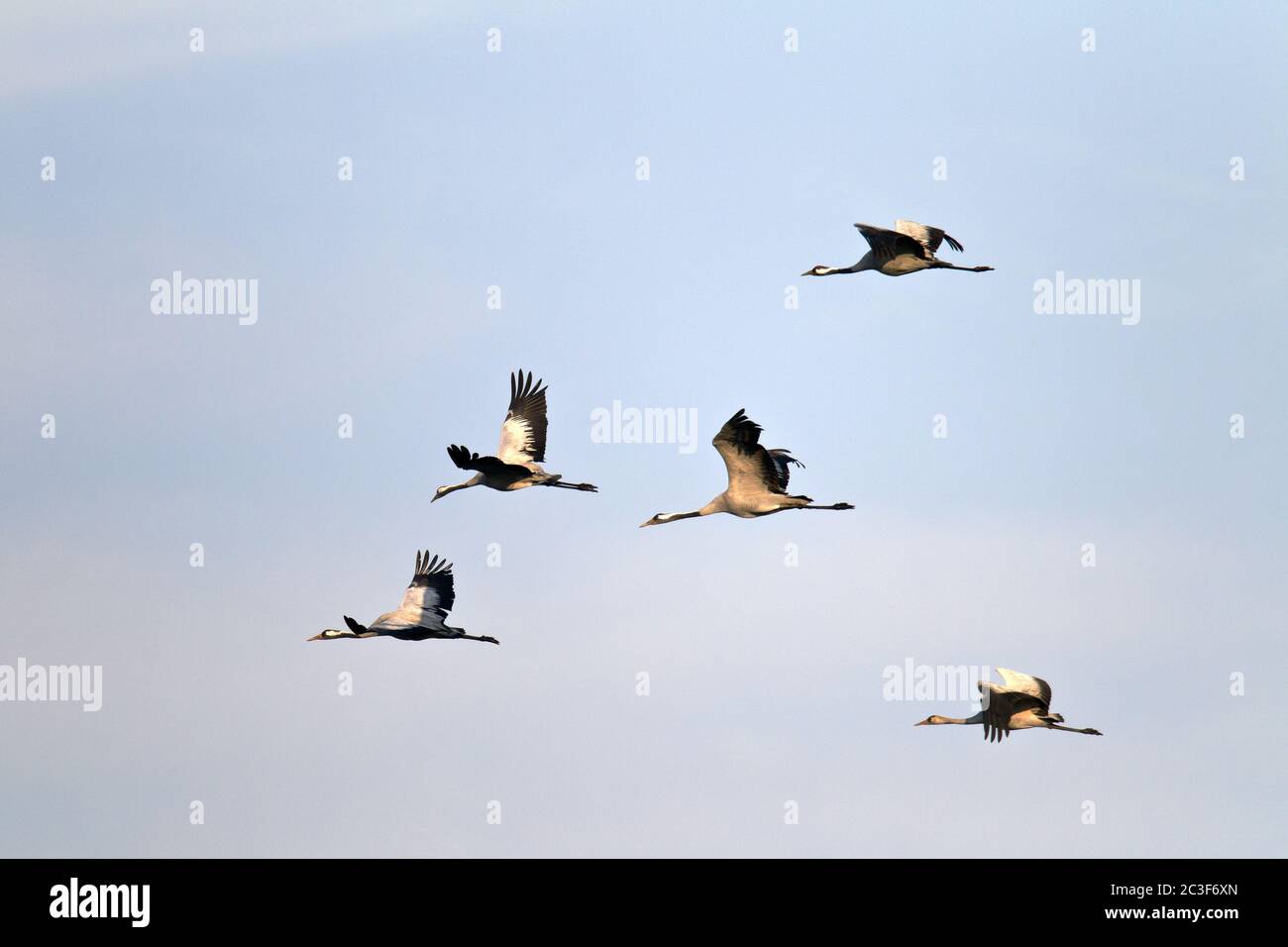 Common Cranes migration in fall Stock Photo - Alamy