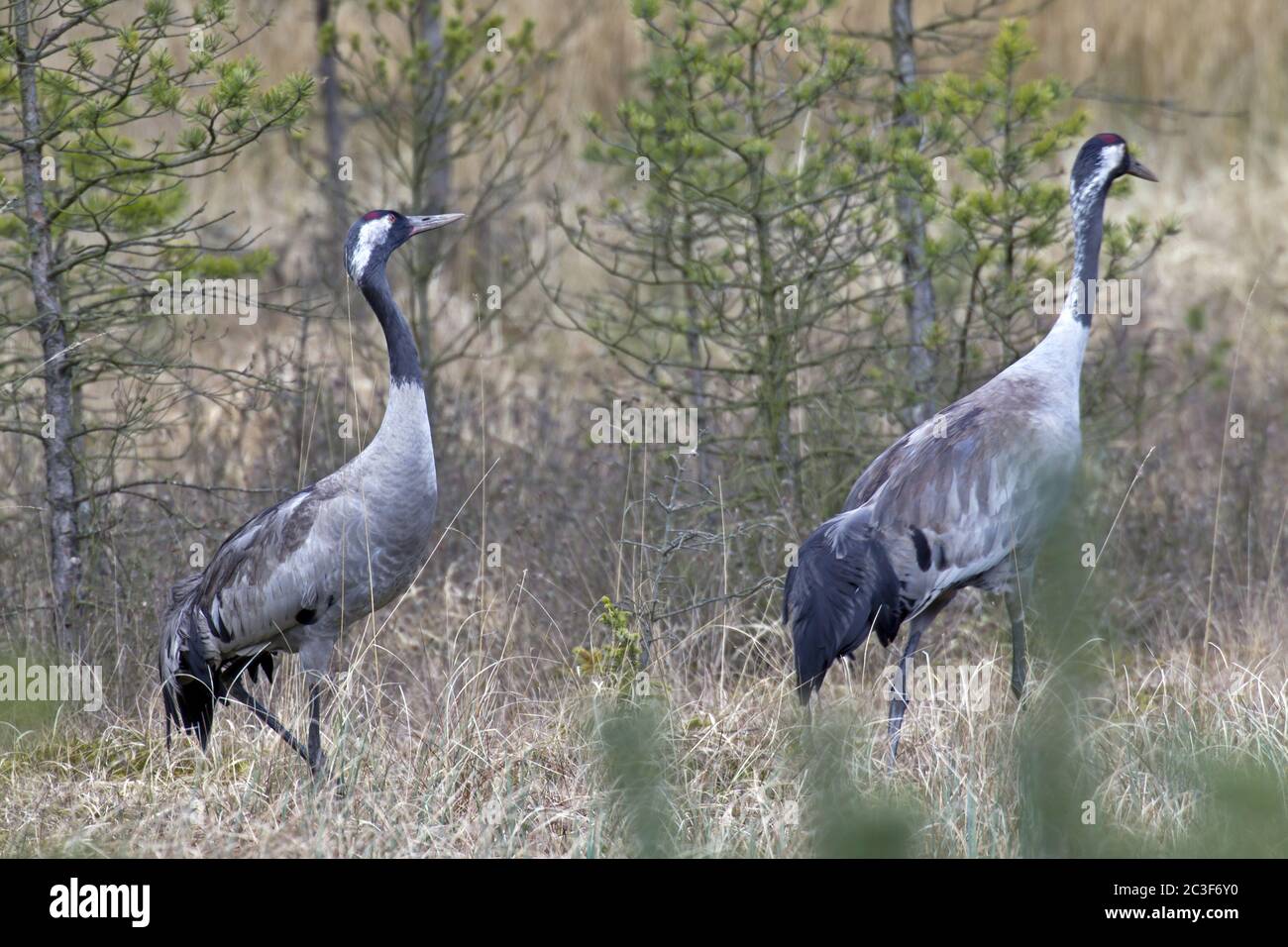 Common Crane pair in the breeding range Stock Photo - Alamy