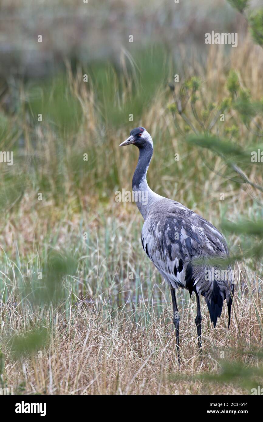 Common Crane in his breeding range Stock Photo - Alamy