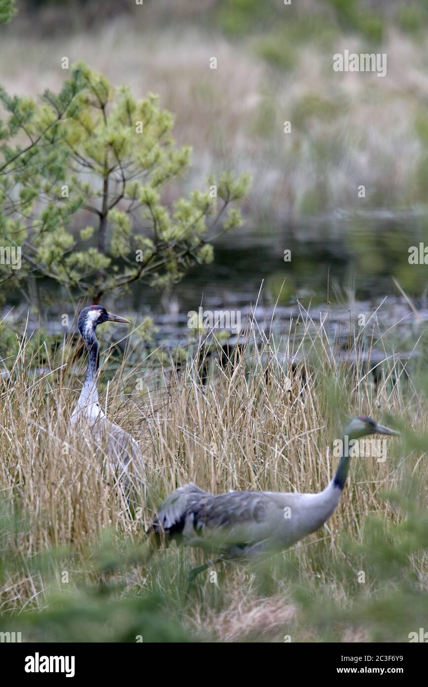 Common Cranes in the breeding range Stock Photo - Alamy