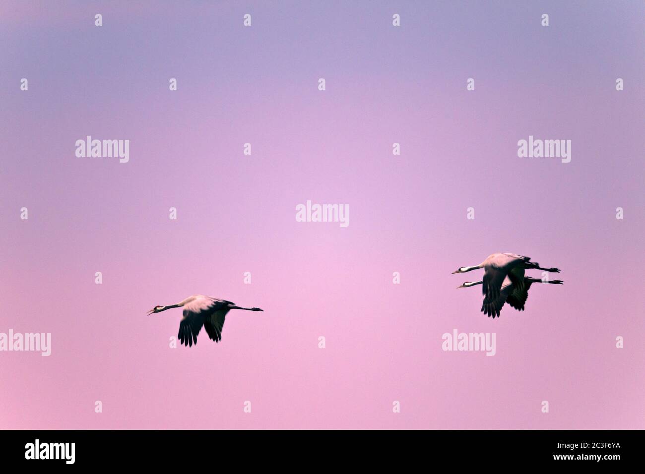 Common cranes sleeping place hi-res stock photography and images - Alamy