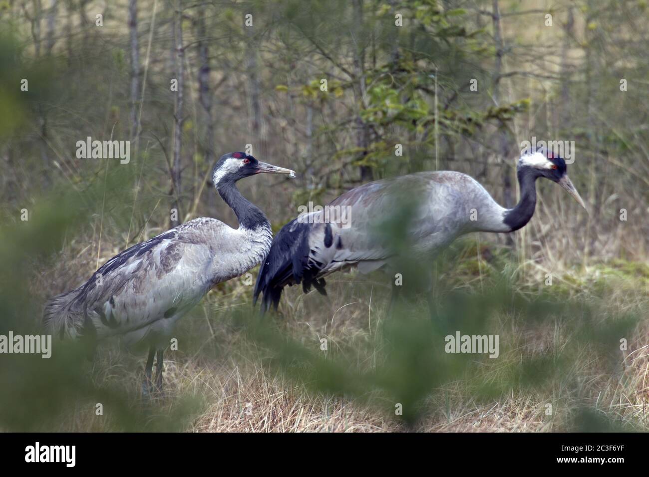 Crane pair hi-res stock photography and images - Alamy