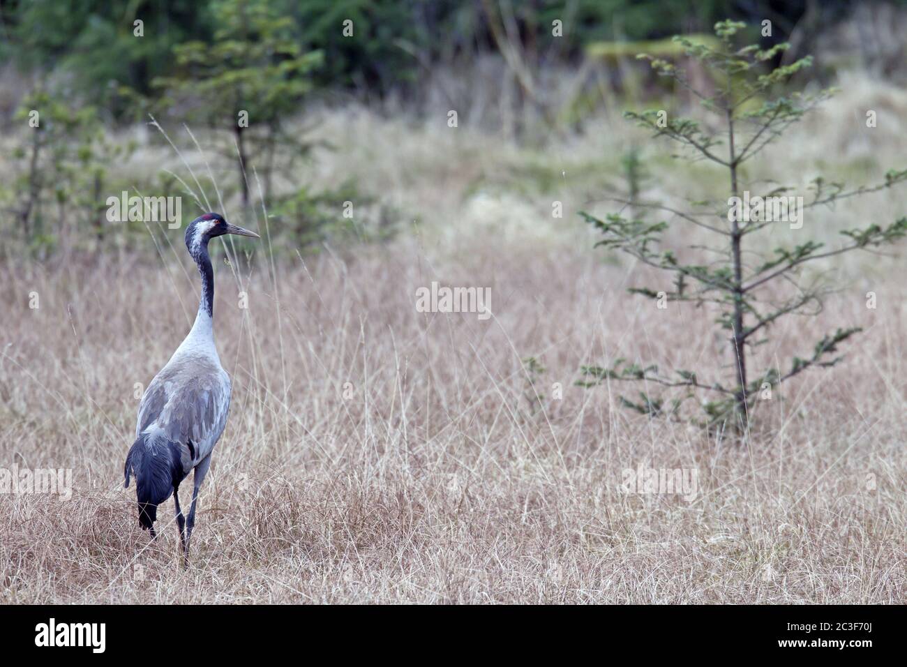 Common Crane adult bird in his breeding range Stock Photo - Alamy