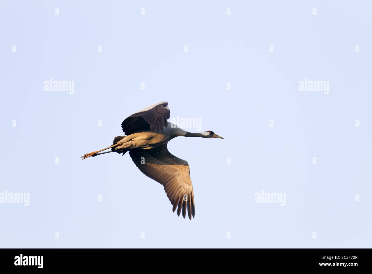 Common Crane in flight Stock Photo - Alamy