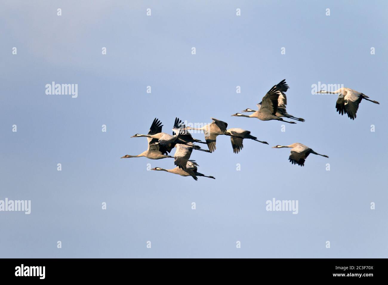Common Crane fall migration Stock Photo - Alamy