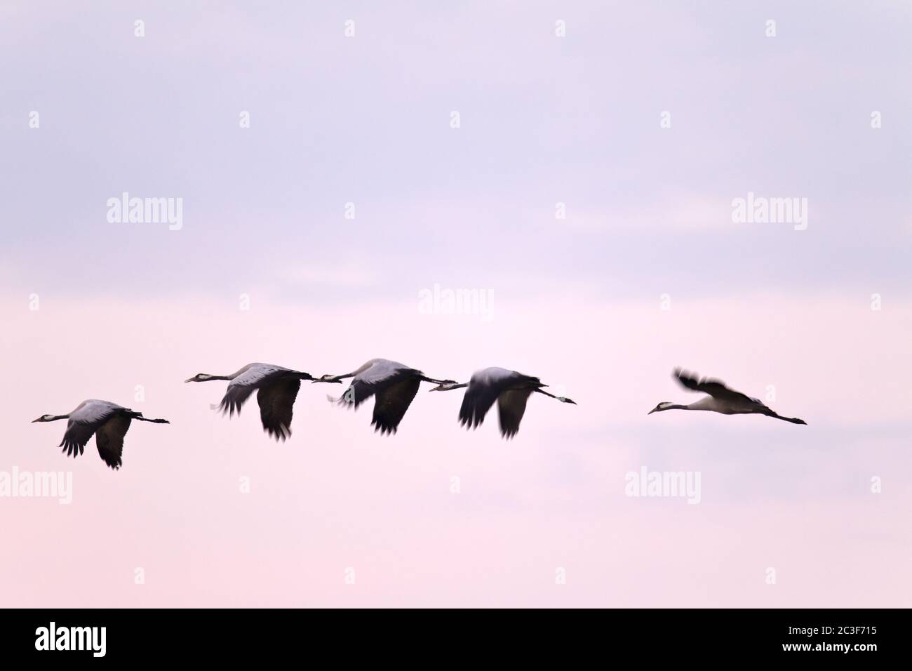 Common Crane flock of birds in first daylight Stock Photo - Alamy