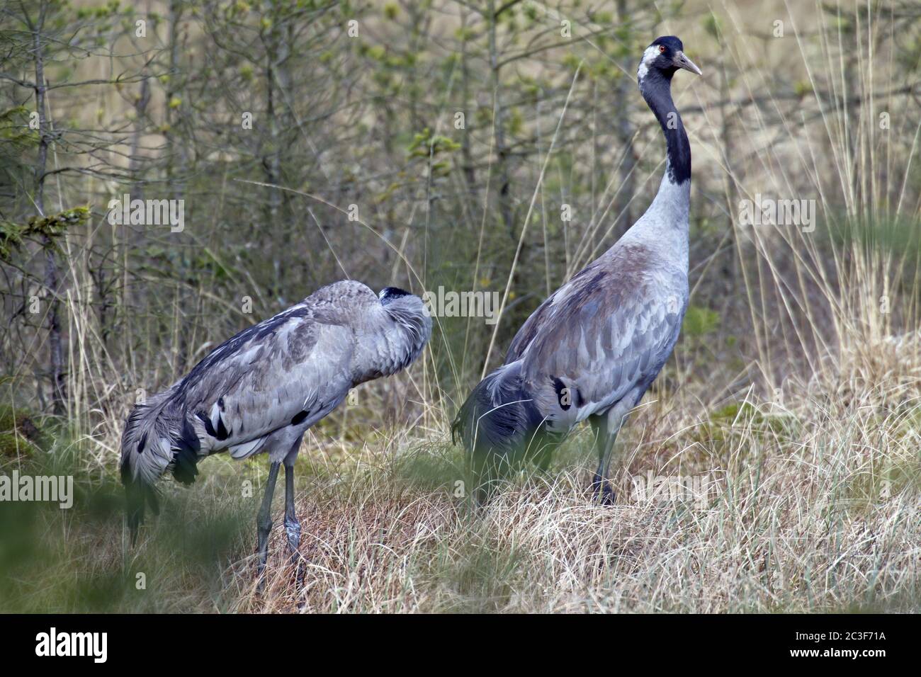 Common Crane pair in the breeding area Stock Photo - Alamy