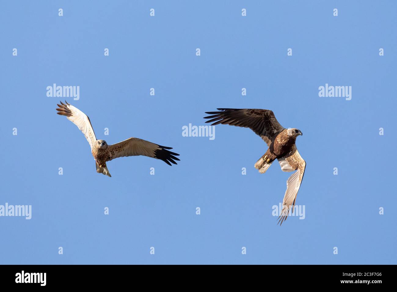 Birds of prey - Marsh Harrier, Europe Wildlife Stock Photo - Alamy