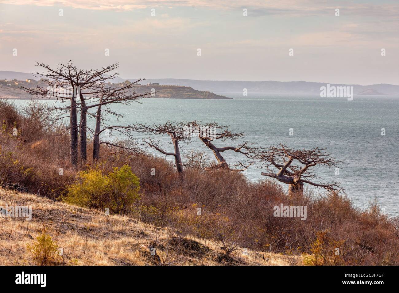 Madagascar baobab water hi-res stock photography and images - Alamy