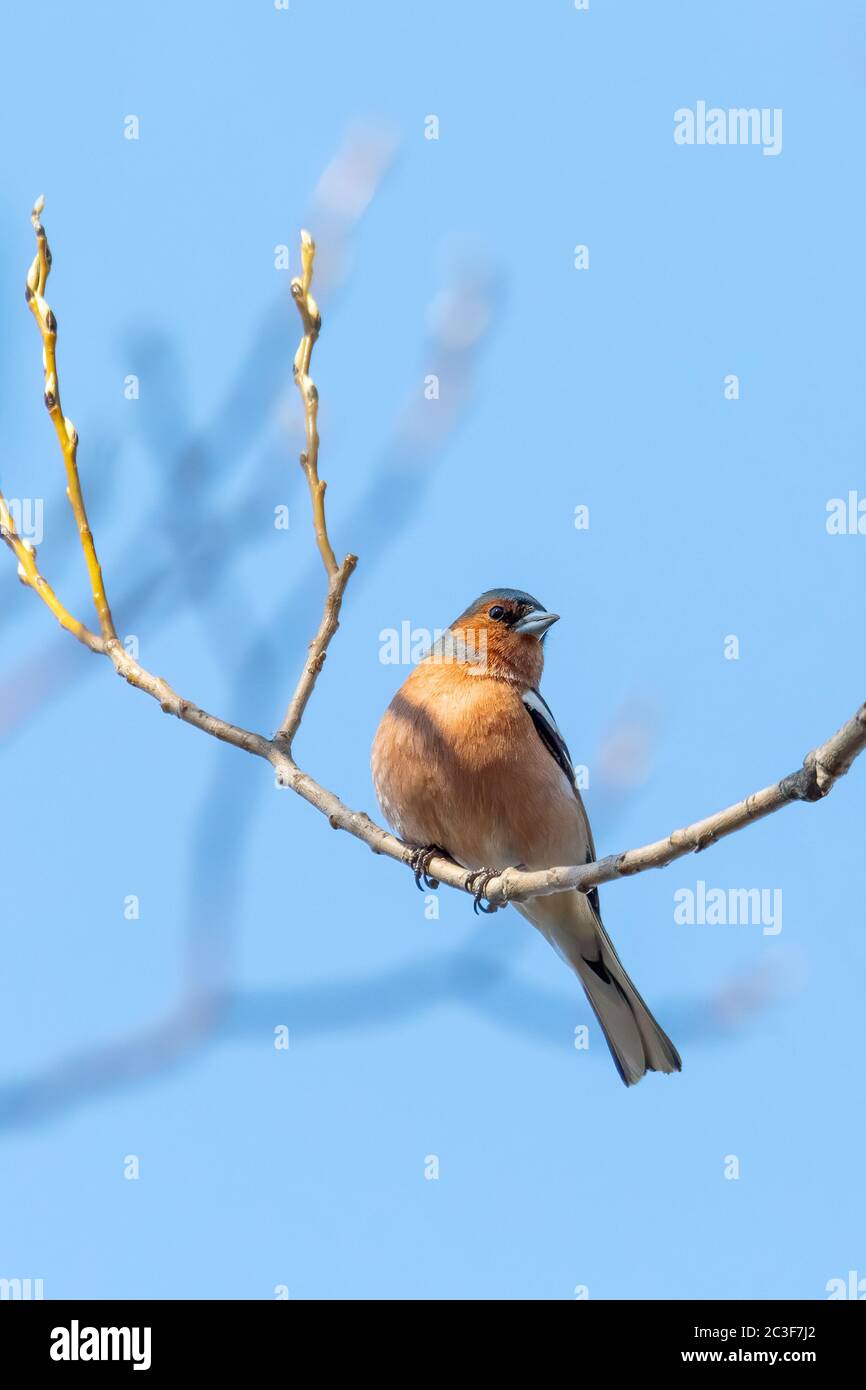 Beautiful small bird hi-res stock photography and images - Alamy