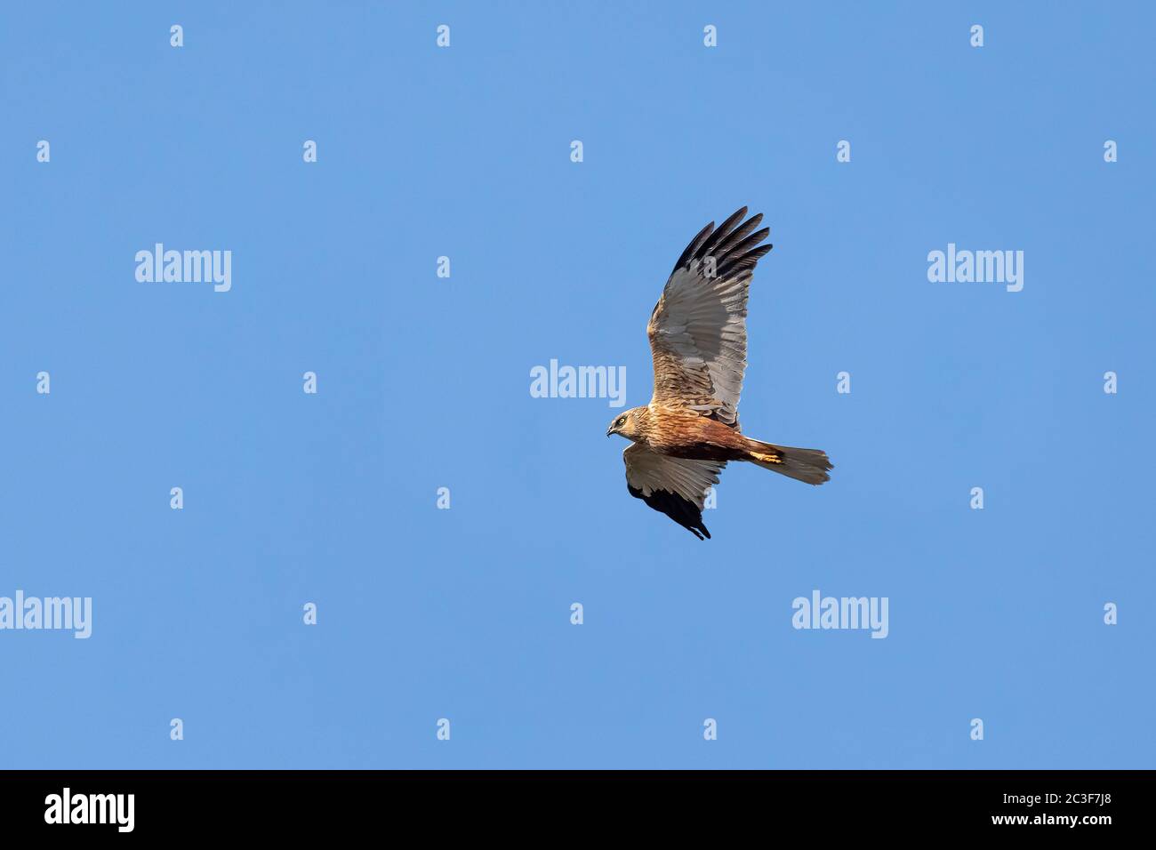Birds of prey - Marsh Harrier, Europe Wildlife Stock Photo - Alamy
