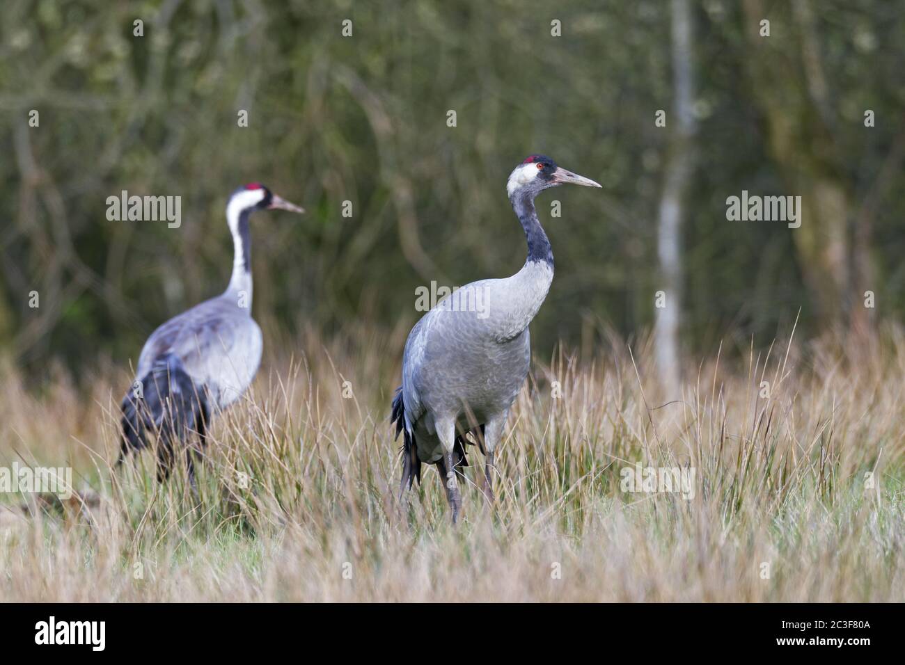 Common Cranes in early spring Stock Photo - Alamy