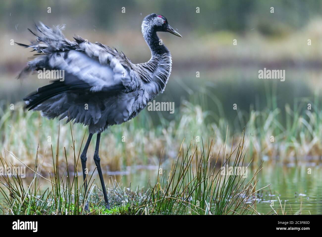 Common Crane preening Stock Photo - Alamy