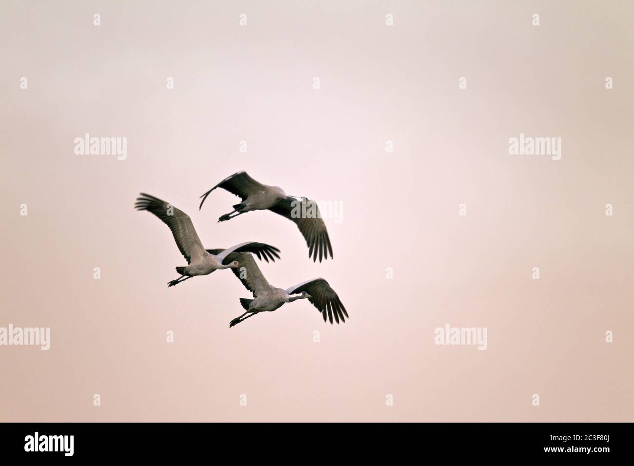 Common Cranes fall migration Stock Photo - Alamy