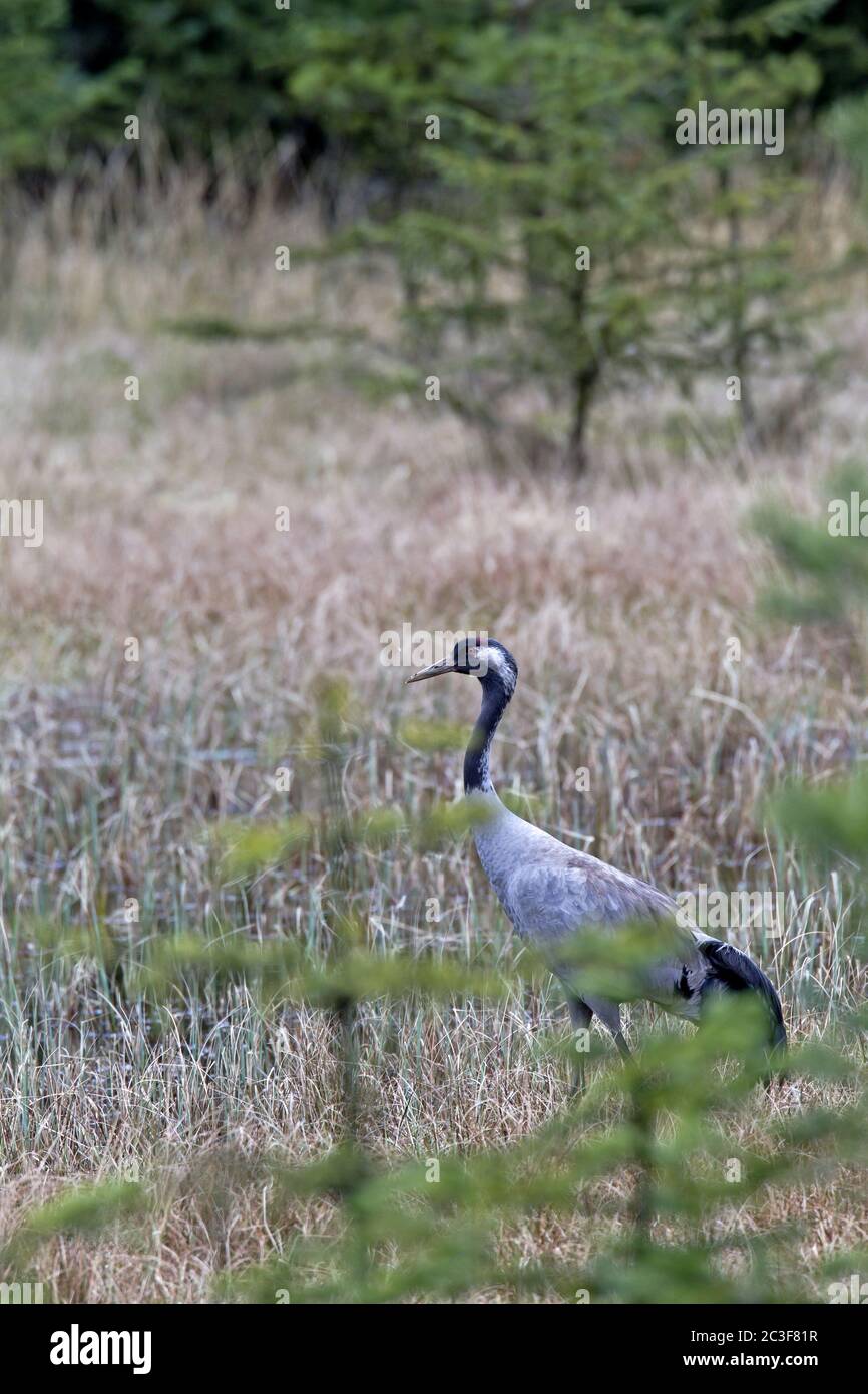 Common Crane in his breeding range Stock Photo - Alamy