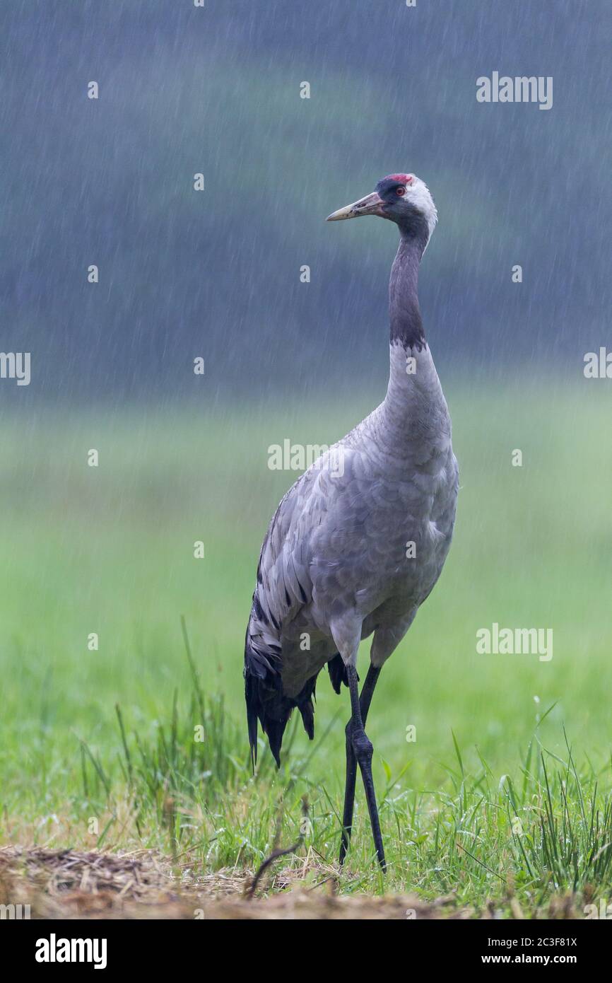 Common Crane in search of food Stock Photo - Alamy