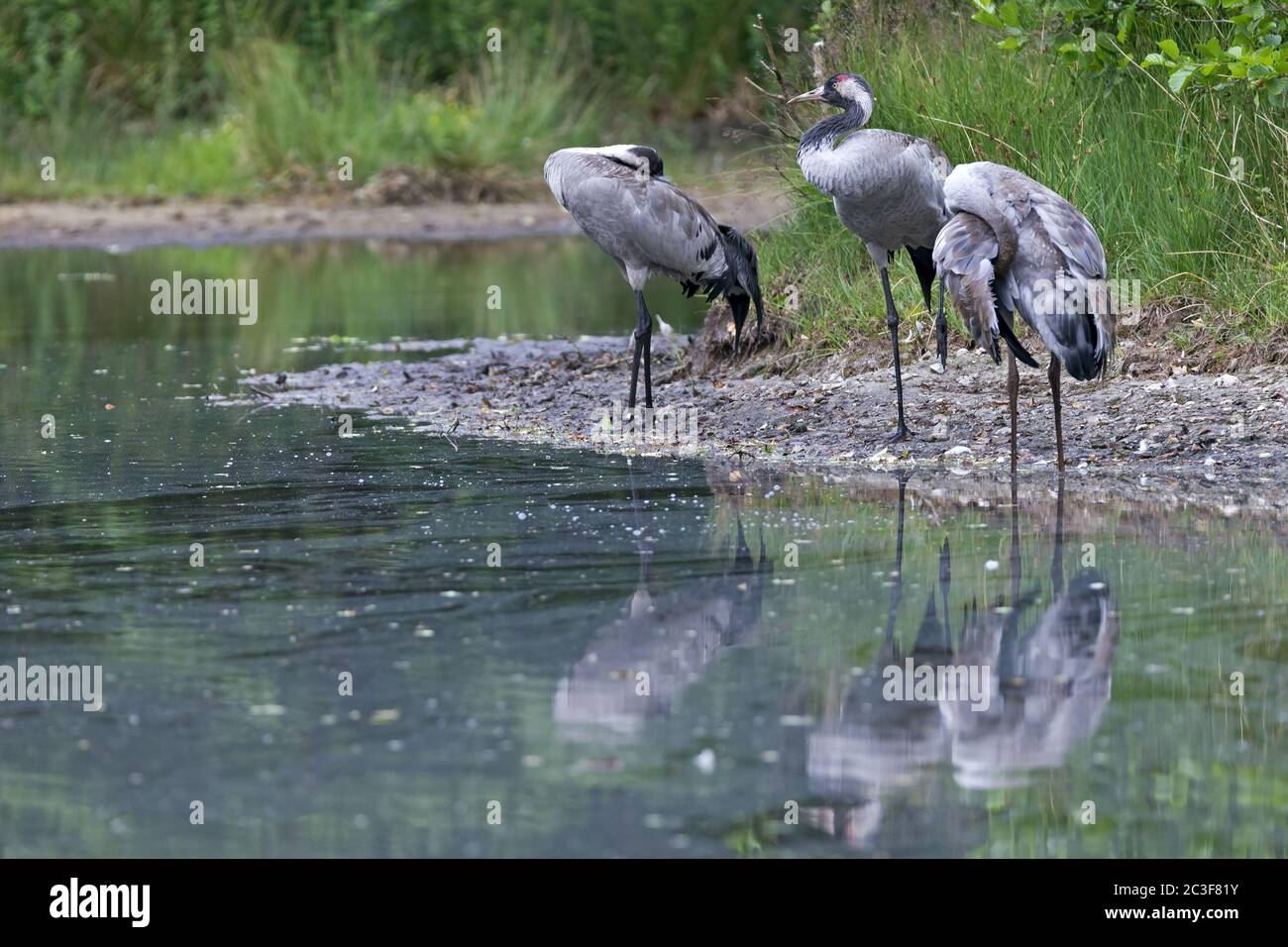Young bird preening hi-res stock photography and images - Alamy
