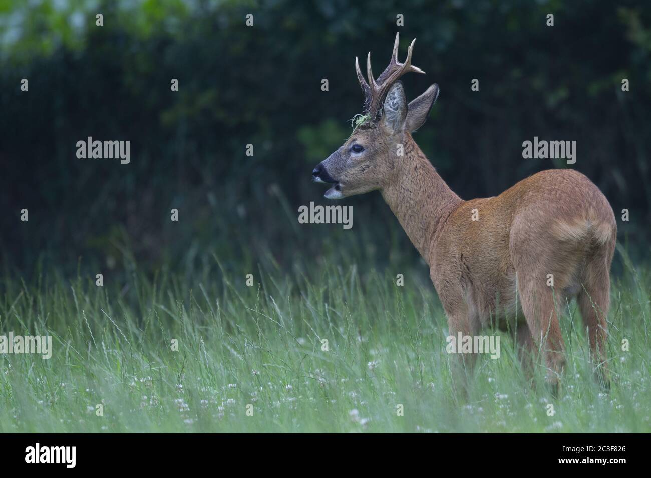 8 pointer hi-res stock photography and images - Alamy