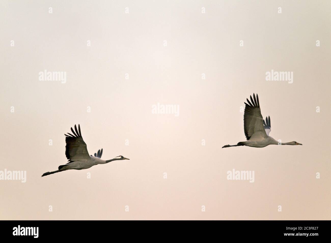 Common Cranes fall migration Stock Photo - Alamy