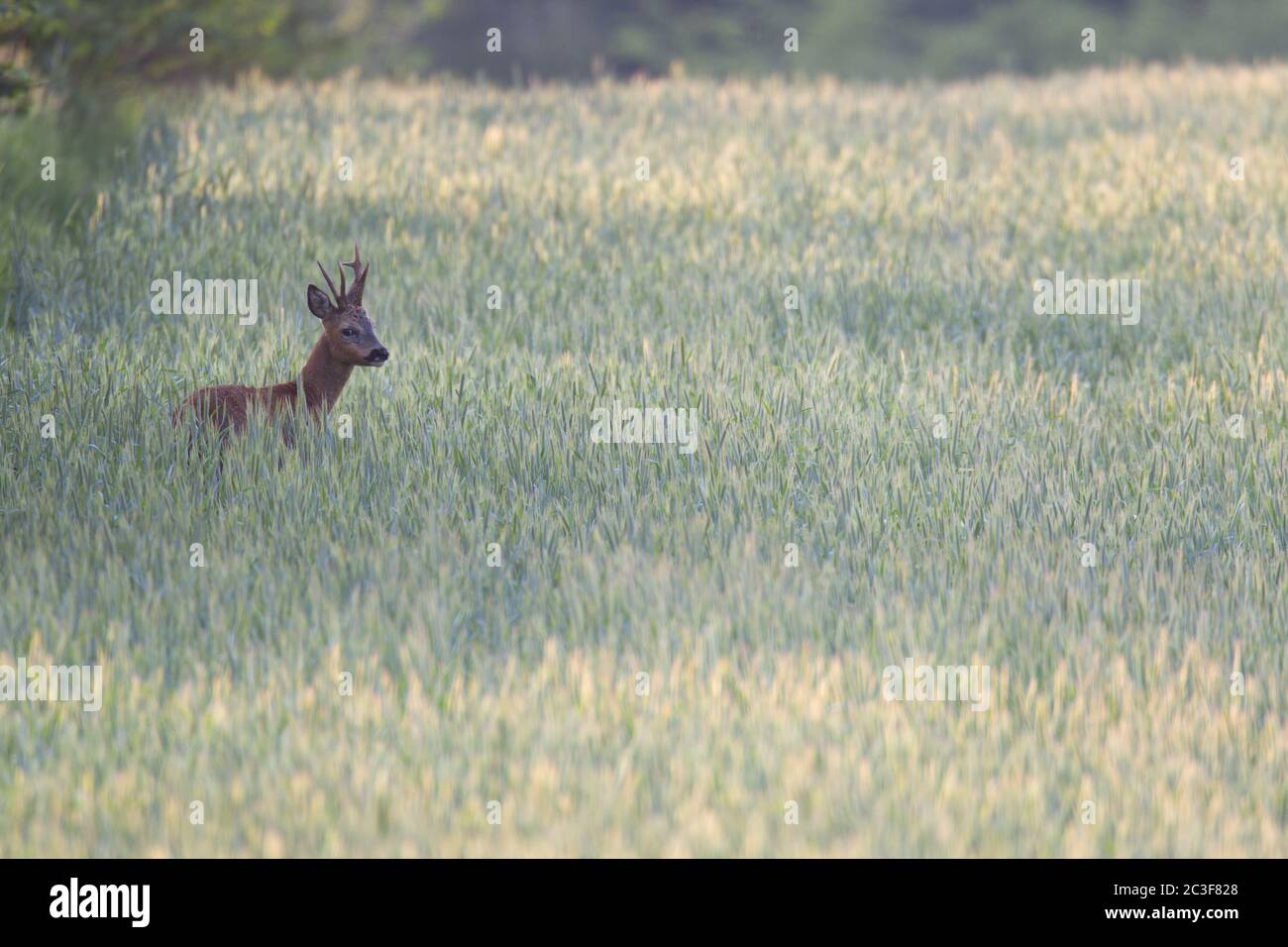 Roe Deer buck with abnormal antlers intently looking out of Rye Field ...