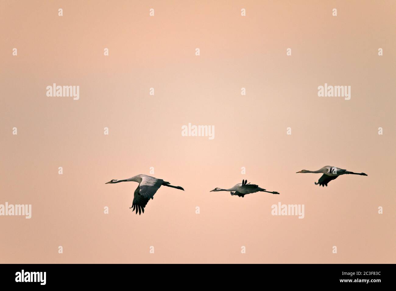Common Cranes in first morning light Stock Photo - Alamy
