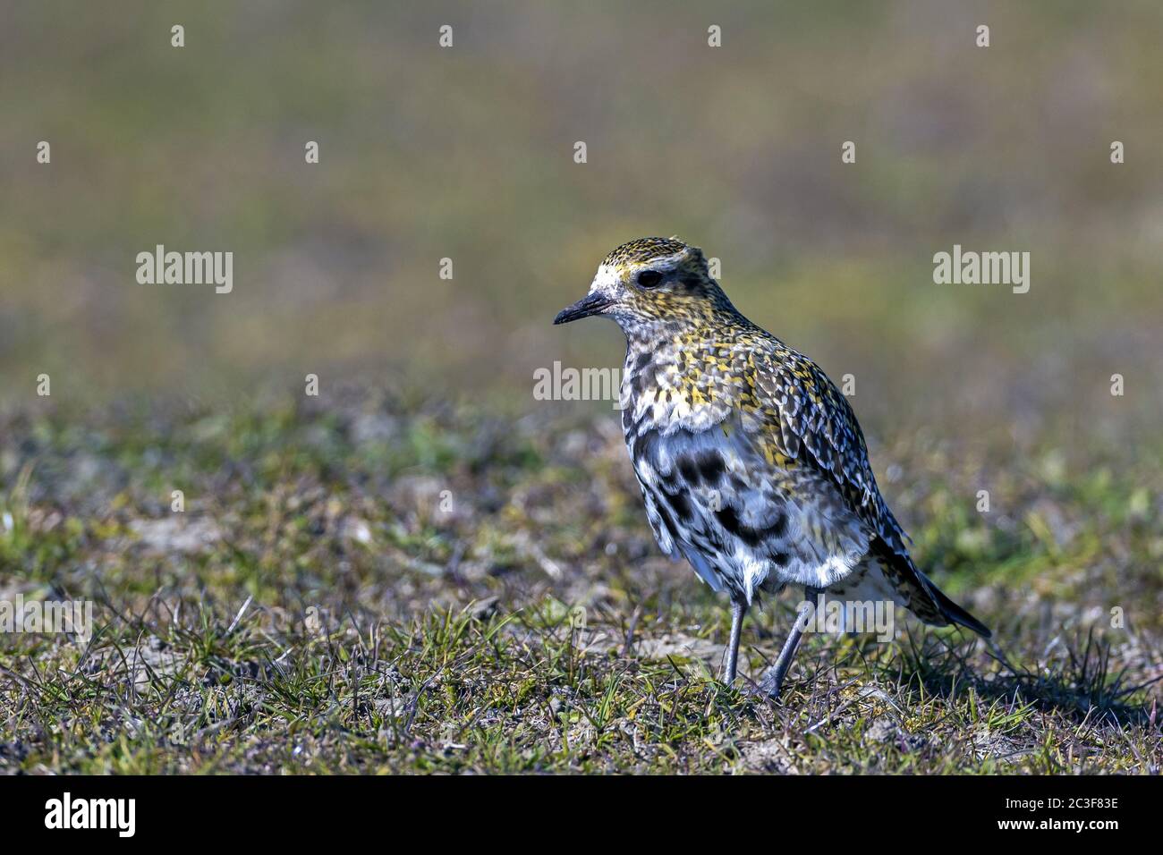 Plumage changes hi-res stock photography and images - Alamy