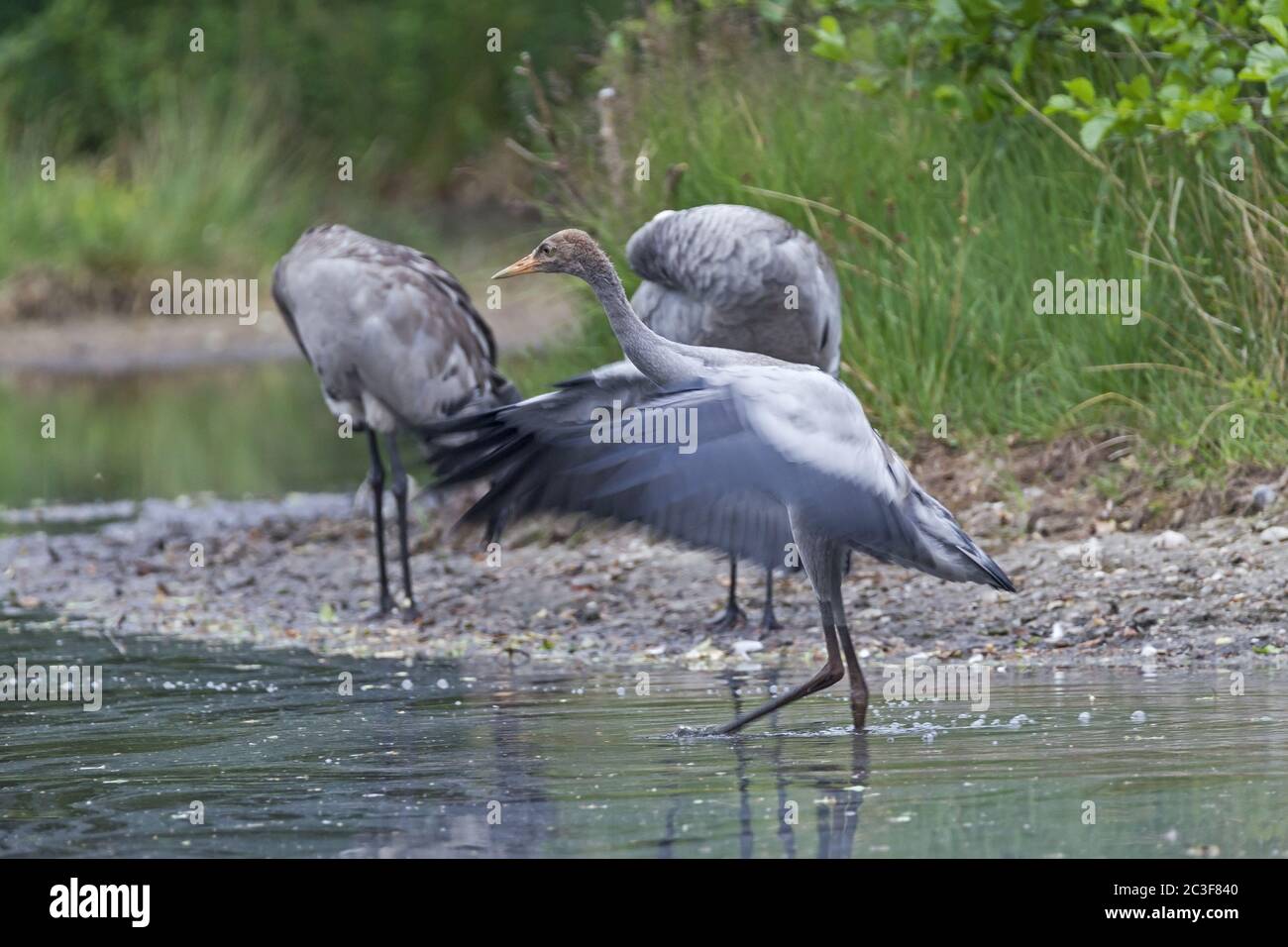 Common Crane adults and juvenile preening Stock Photo - Alamy
