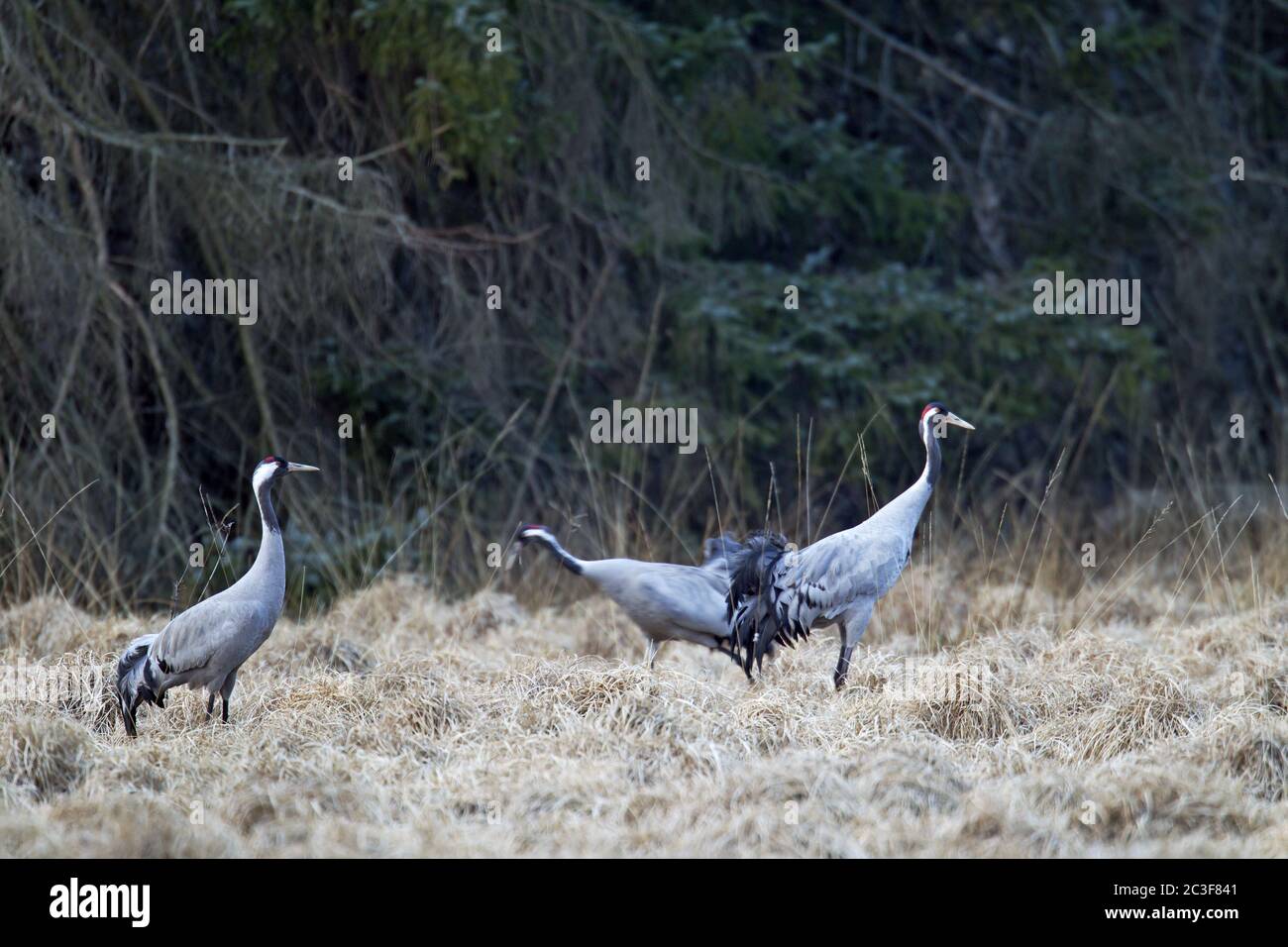 Cranes crane hi-res stock photography and images - Alamy