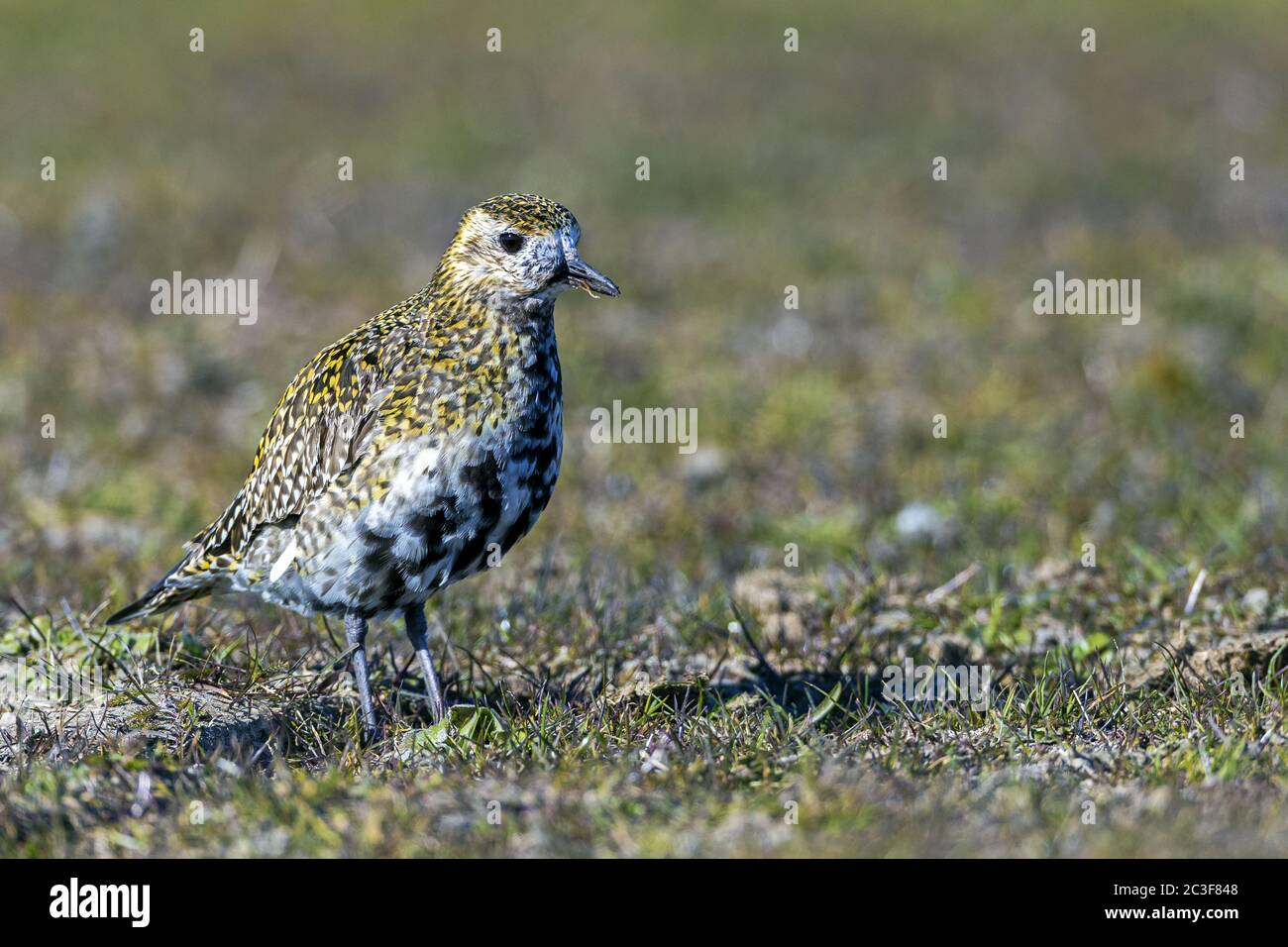 Golden Plovers Winter Plumage High Resolution Stock Photography and ...