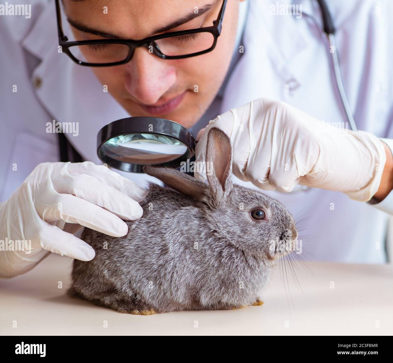Vet doctor checking up rabbit in his clinic Stock Photo - Alamy