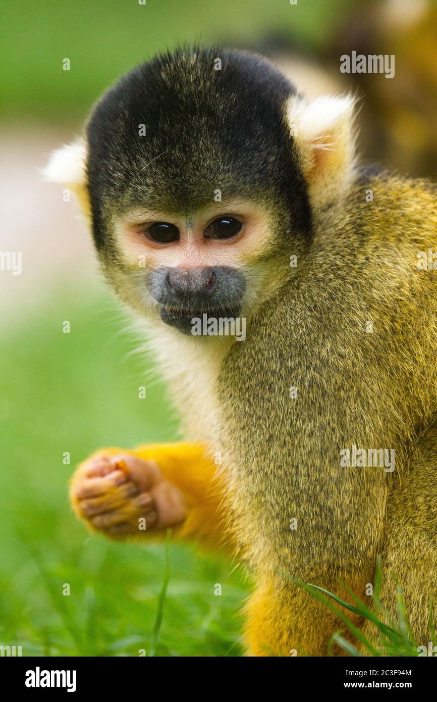 squirrel monkeys (Saimiri Stock Photo - Alamy