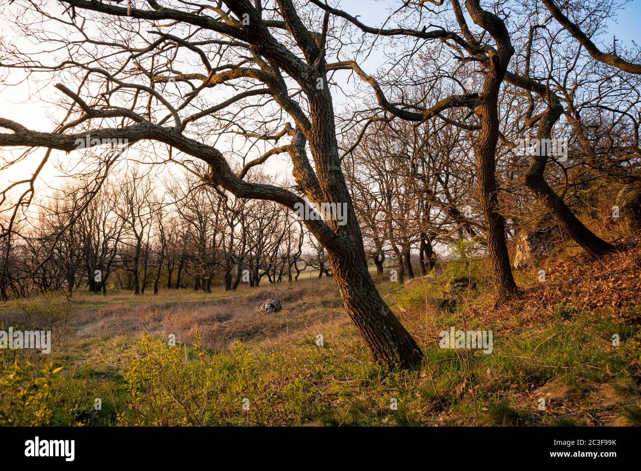Gnarled oak trees hi-res stock photography and images - Alamy