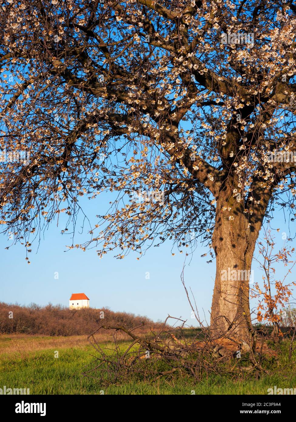 Cherry tree chapel hi-res stock photography and images - Alamy