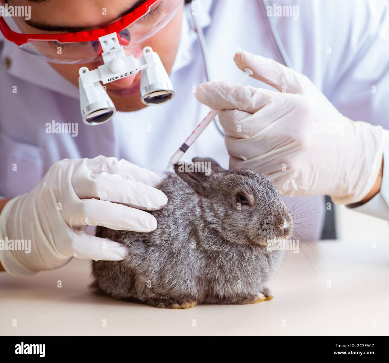 Scientist experimenting on animals hi-res stock photography and images ...
