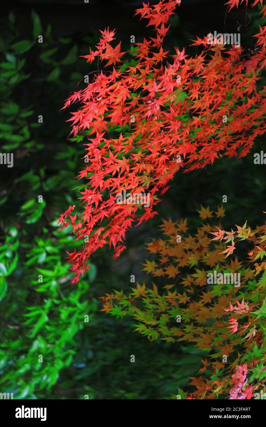 The autumn scenery of Japan where the colors of the Japanese maple that ...