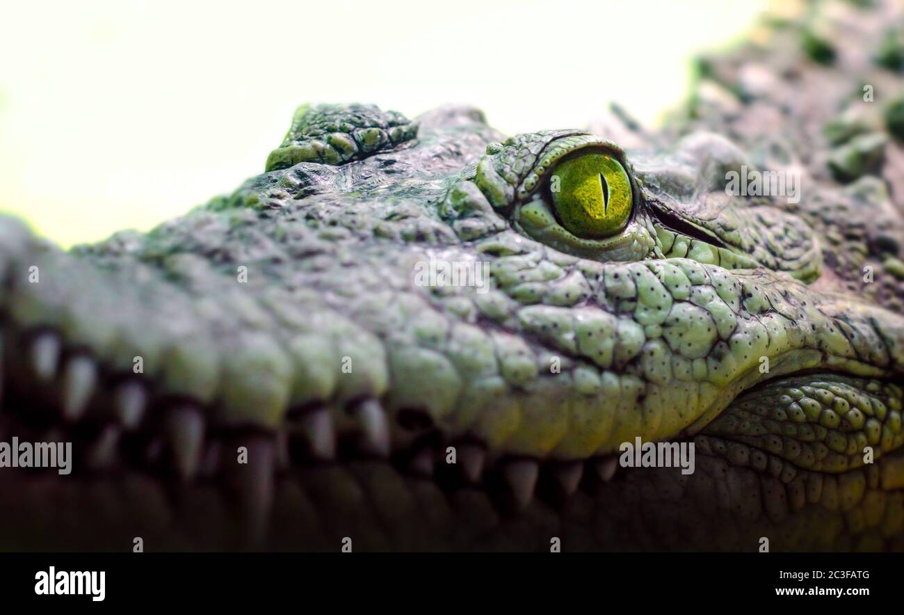 Close up crocodile head hi-res stock photography and images - Alamy