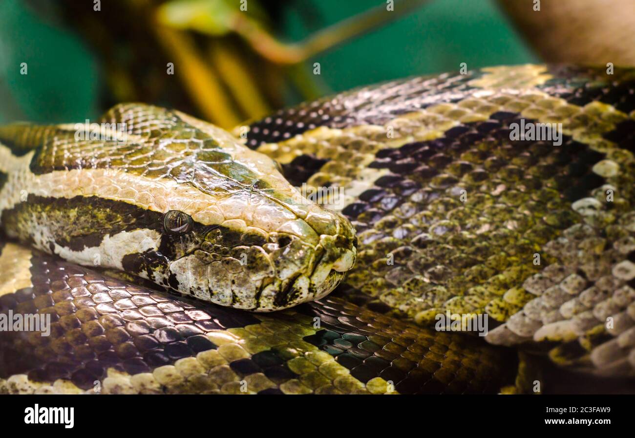 big snake anaconda close up Stock Photo - Alamy