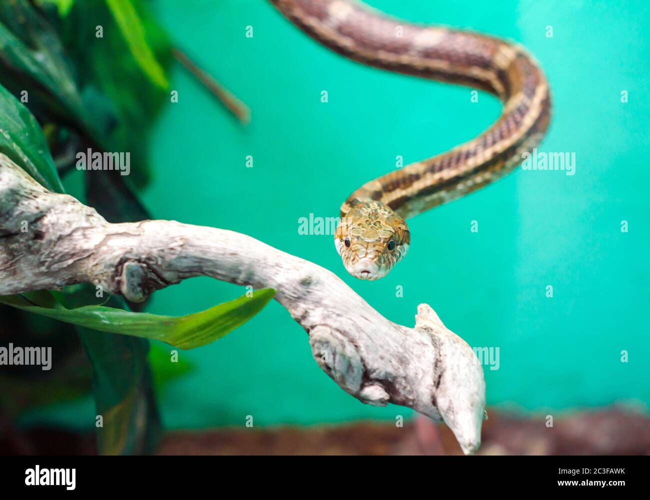 Tree snake hanging hi-res stock photography and images - Alamy