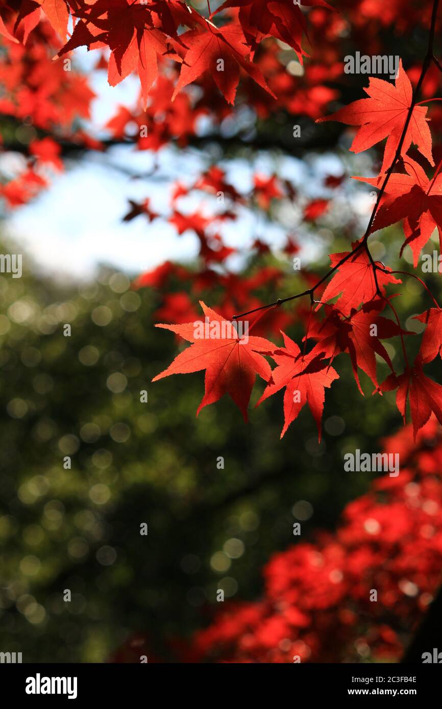 Photo bright red maple hi-res stock photography and images - Alamy