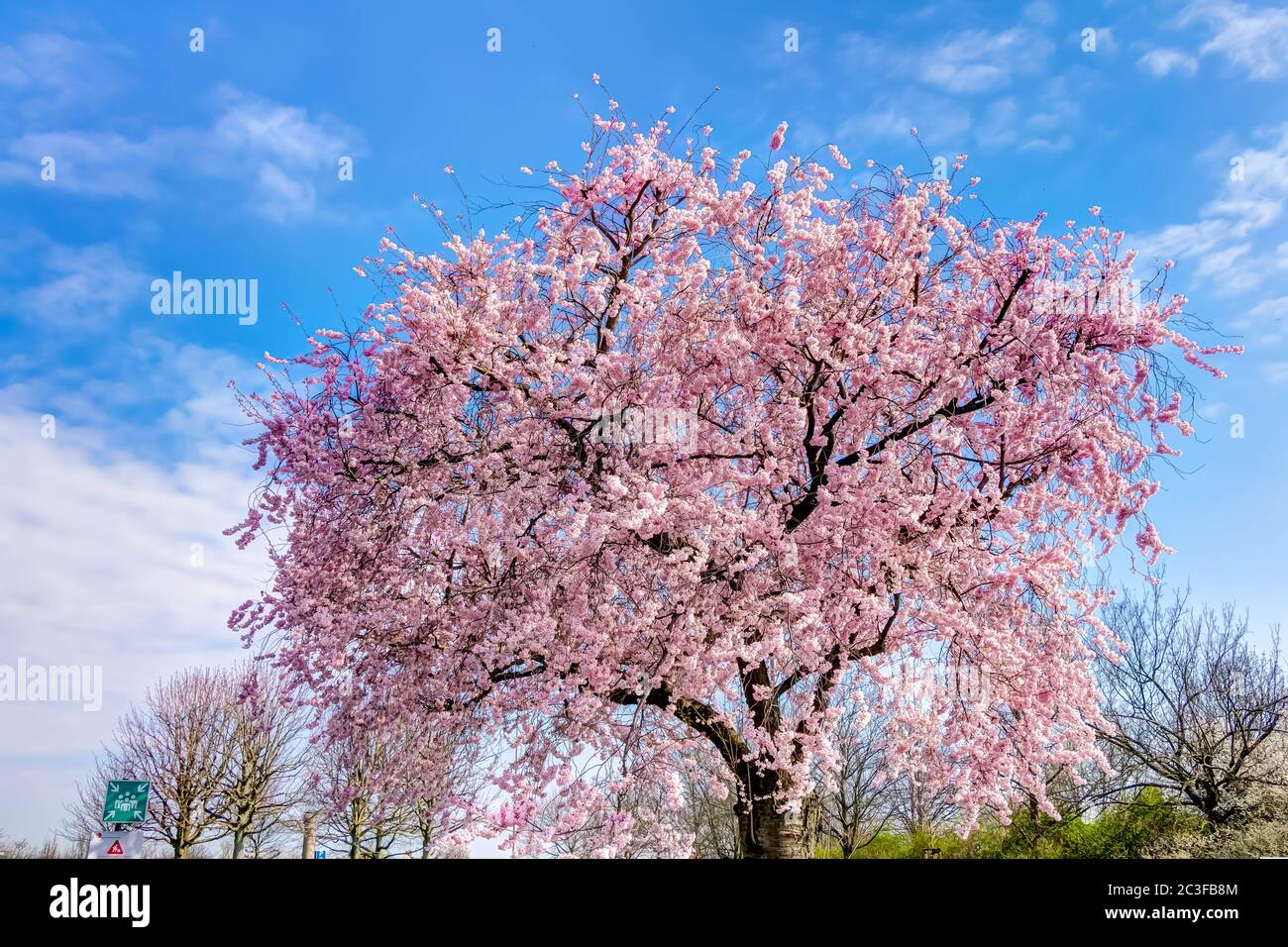 Cherry blossom tree in hi-res stock photography and images - Alamy