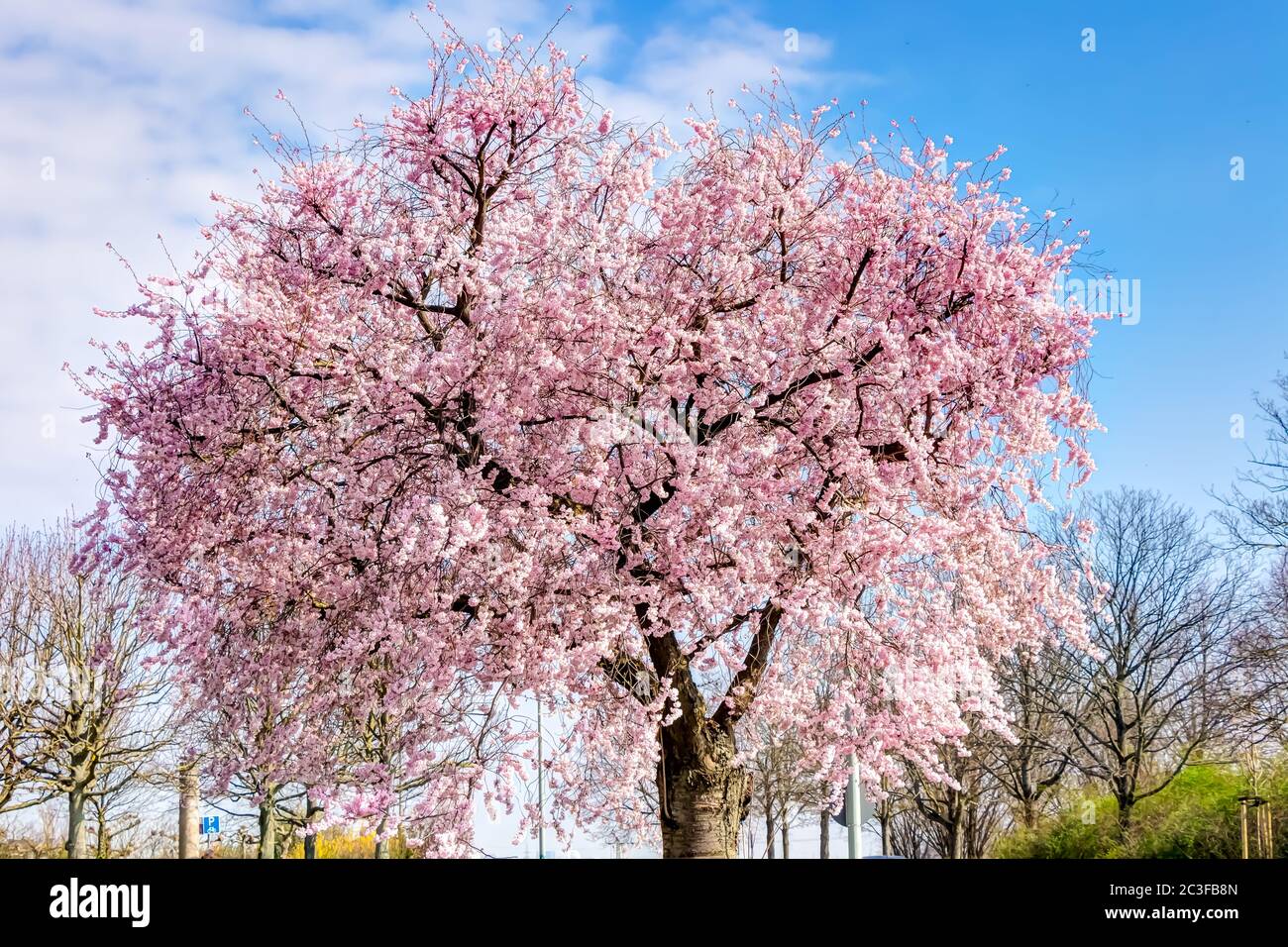 Cherry blossom tree in spring Stock Photo - Alamy