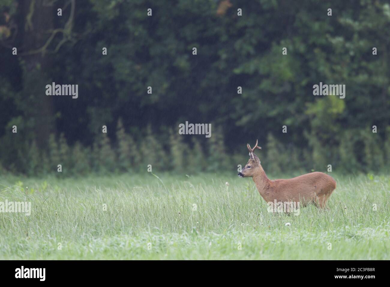 Roebuck comes out of the cover and browses Stock Photo - Alamy