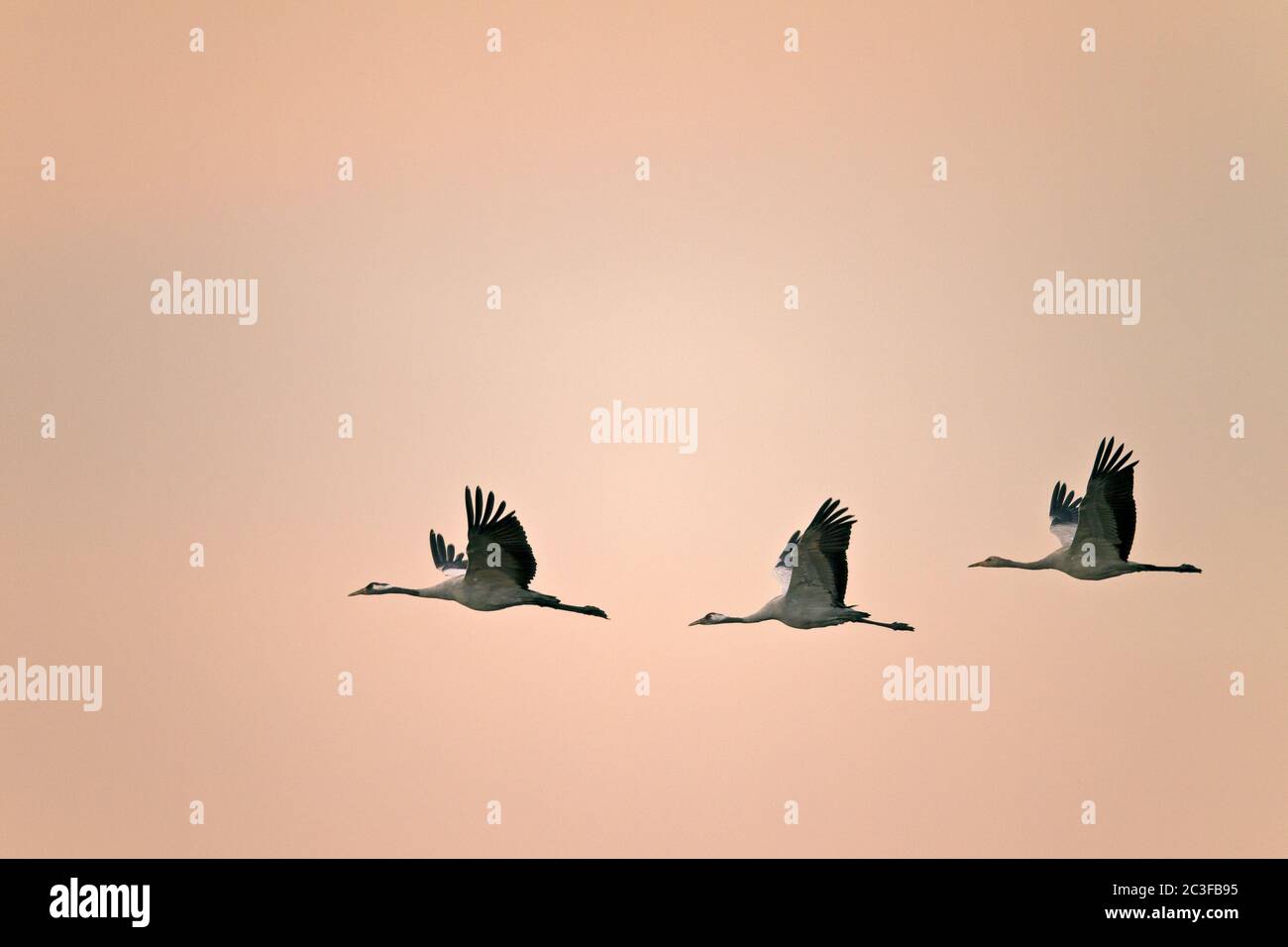Common Crane family in first morning light Stock Photo - Alamy