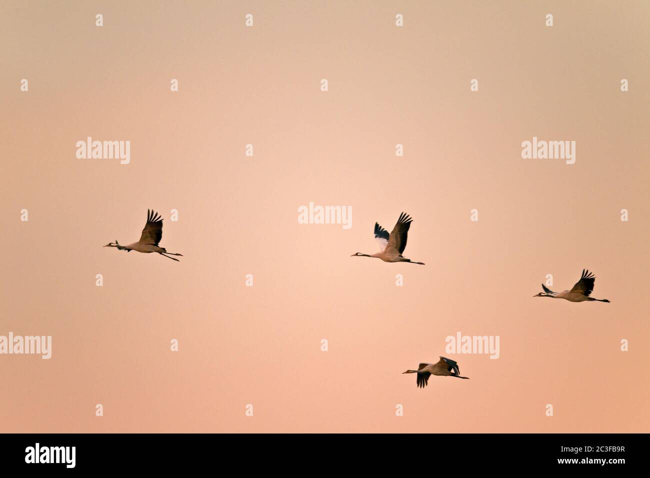 Common Cranes fall migration Stock Photo - Alamy