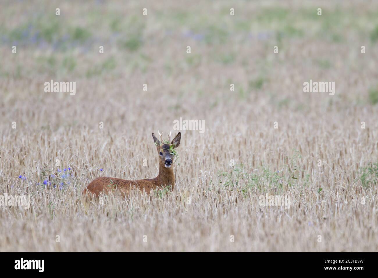 Roe Deer yearling in a Barley Field Stock Photo - Alamy