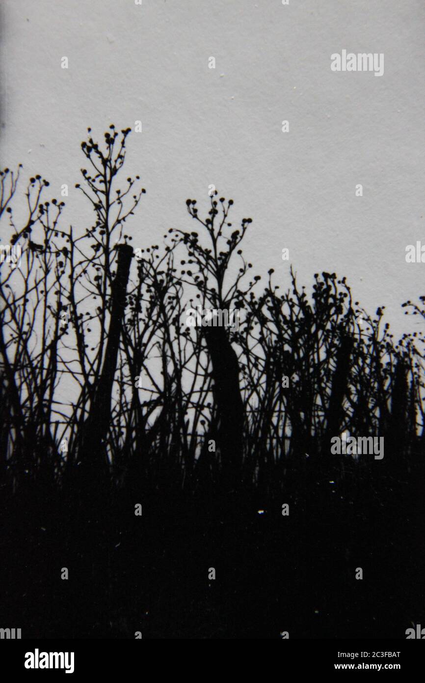 Fine 70s vintage black and white extreme photography of wild grasses ...