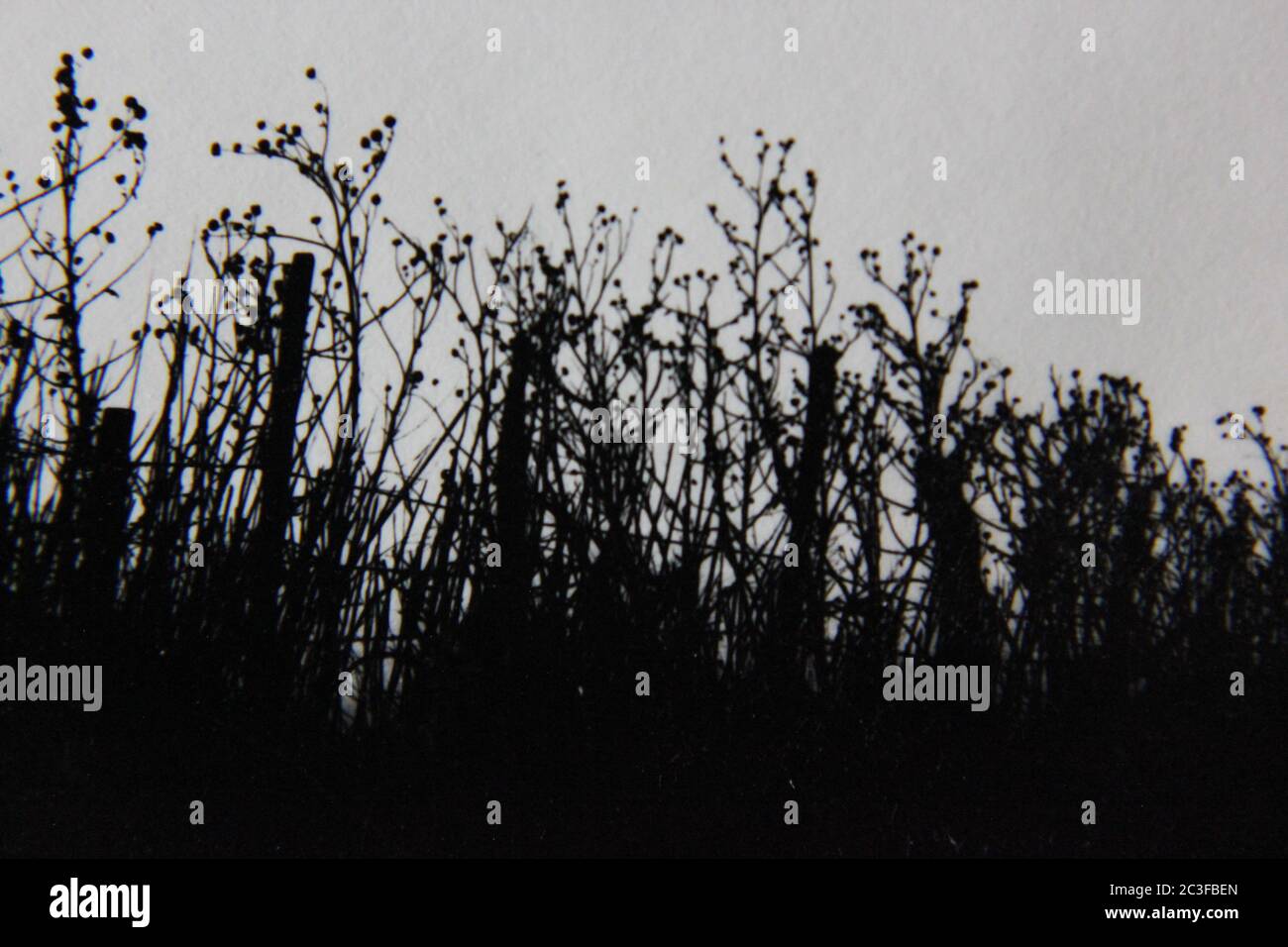 Fine 70s vintage black and white extreme photography of wild grasses ...