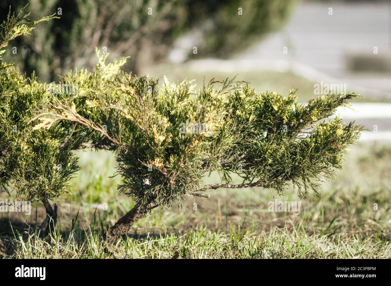 Small green spruce tree hi-res stock photography and images - Alamy